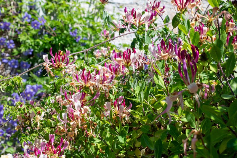 Common Honeysuckle (lonicera Periclymenum) Flowers Stock Image - Image ...