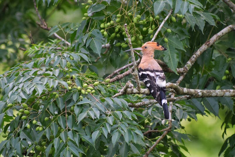 Hoope stock image. Image of hoope, natura, birds, fauna - 18038803