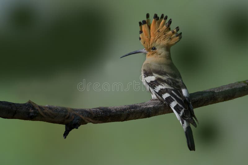 Common Hoope bird stock photo. Image of forest, fauna - 102949128