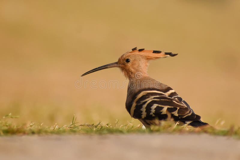 Hoope stock photo. Image of nature, indore, egyptian - 49510990