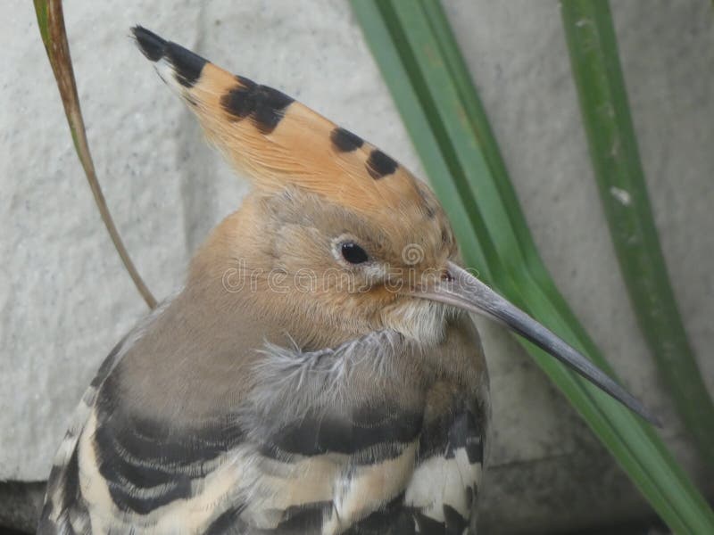 The Common Hoopoe stock image. Image of beige, rare - 298210053