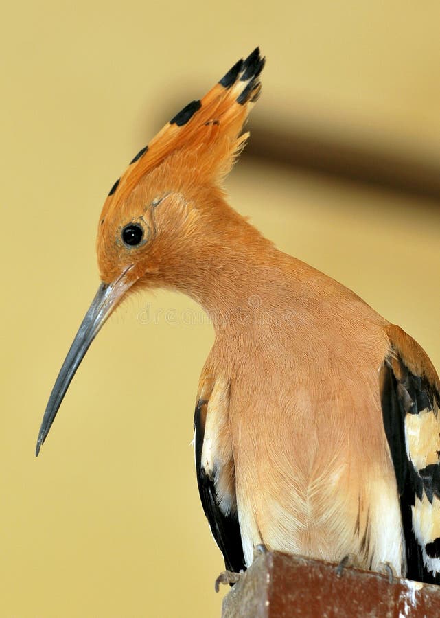 Common hoopoe stock image. Image of beak, crested, national - 19690531