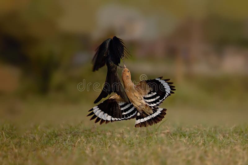 Common Hoopoe Bird Fighting with a Drongo Stock Image - Image of bird ...