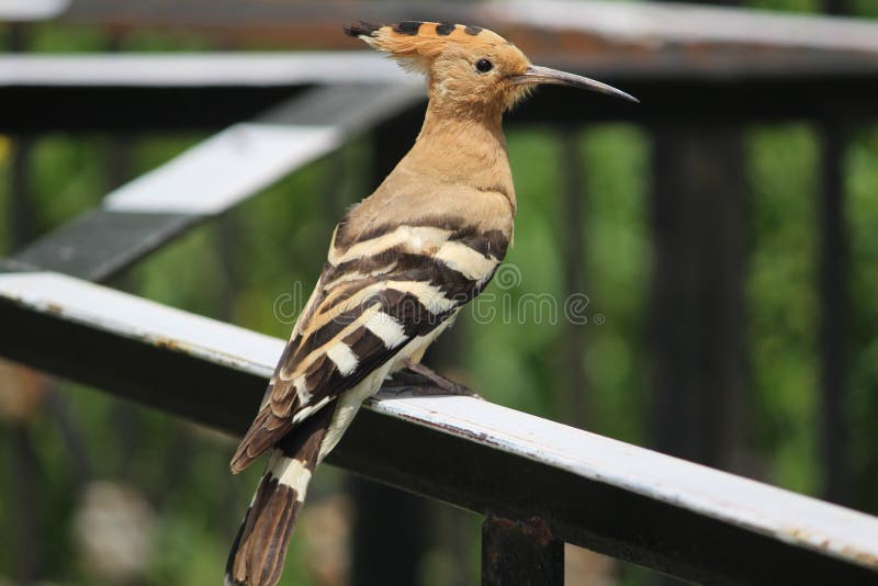 Common hoopoe stock image. Image of beak, crested, national - 19690531