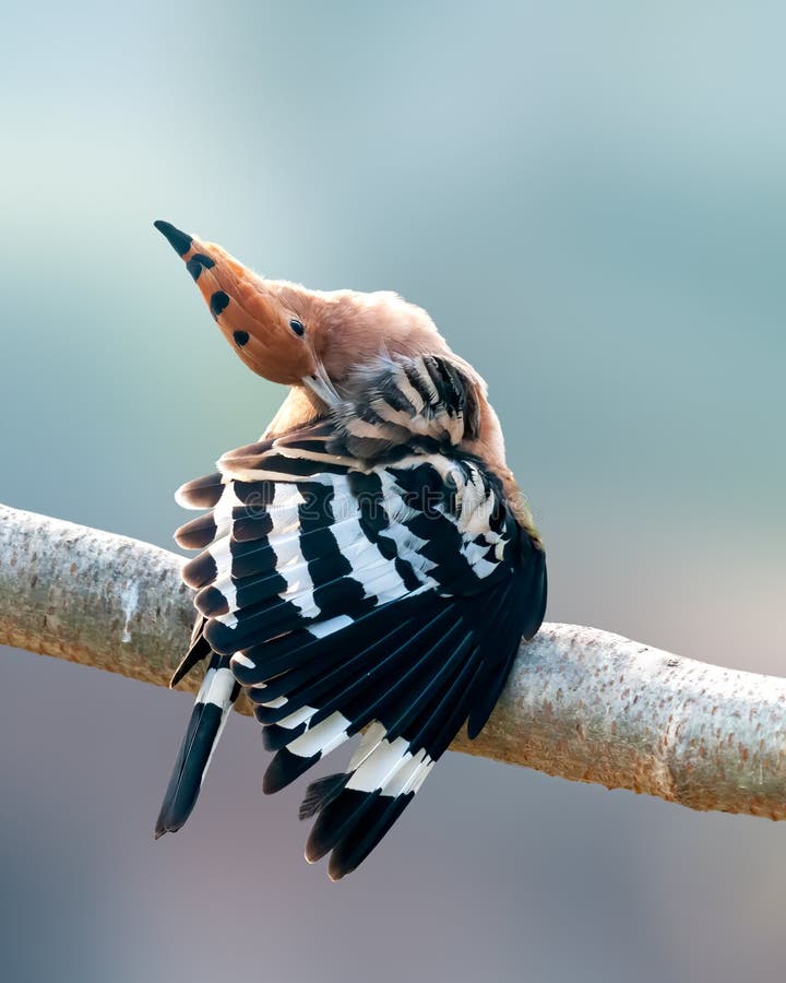 Common hoopoe stock image. Image of common, branch, birds - 170315691