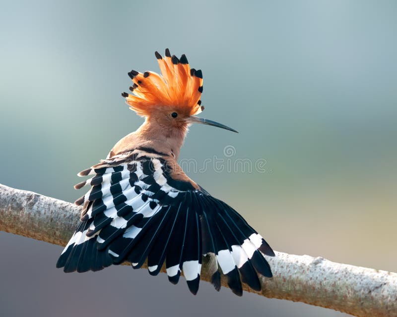 Common hoopoe stock photo. Image of wings, bird, syedfabbas - 170315768