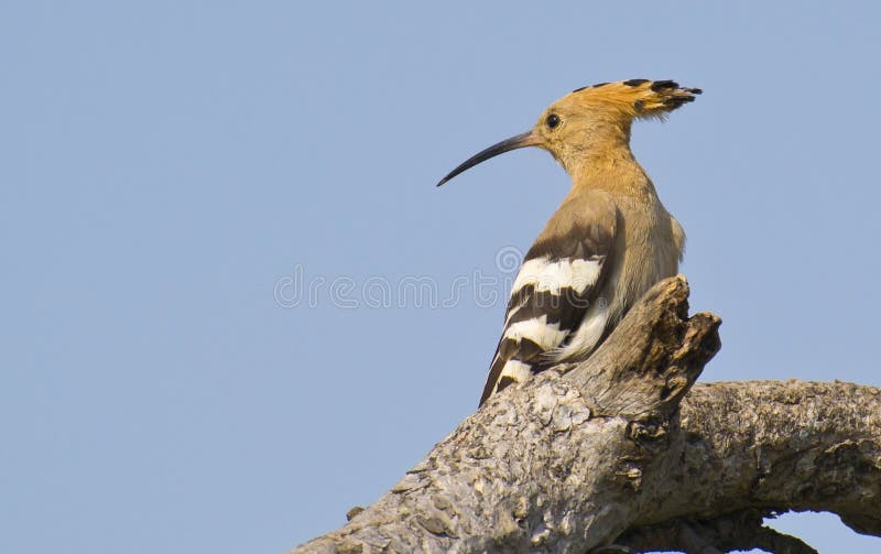 Beautiful Bird Hoopoe stock photo. Image of asian, upupa - 59858320