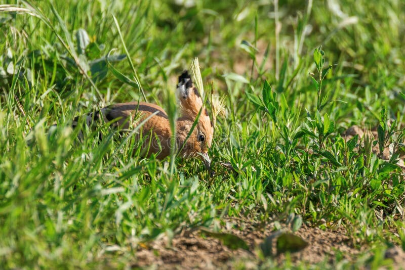 Common Hoopoe Upupa Epops Eurasian Hoopoe Stock Photo - Image of hoopoe ...