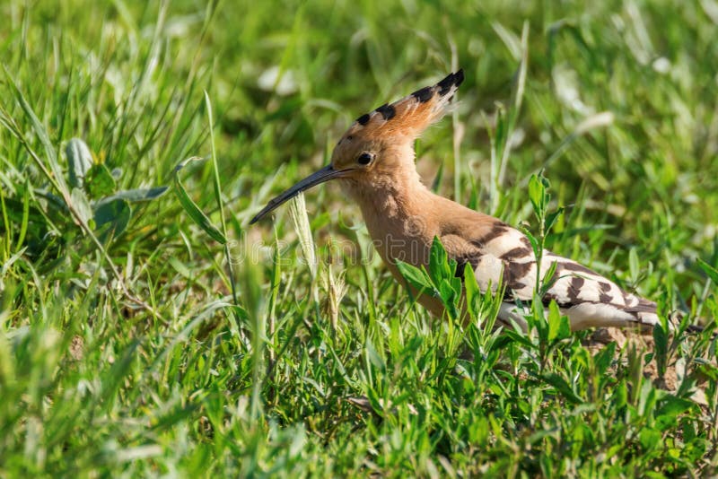 Common Hoopoe Upupa Epops Eurasian Hoopoe Stock Image - Image of ...