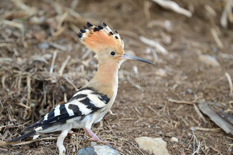 Hoopoe (Upapa epops) stock photo. Image of upapa, feather - 26688628