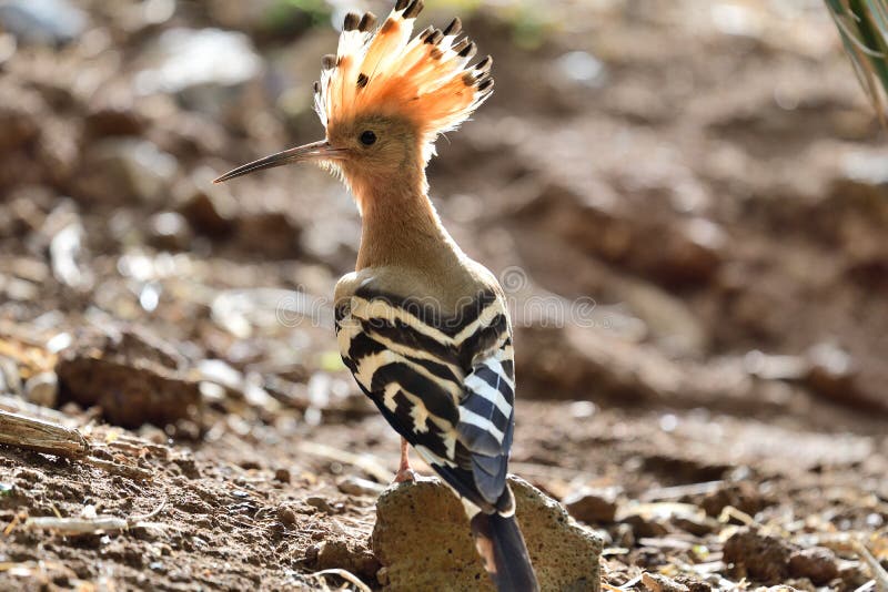 Hoopoe (Upapa epops) stock photo. Image of upapa, feather - 26688628