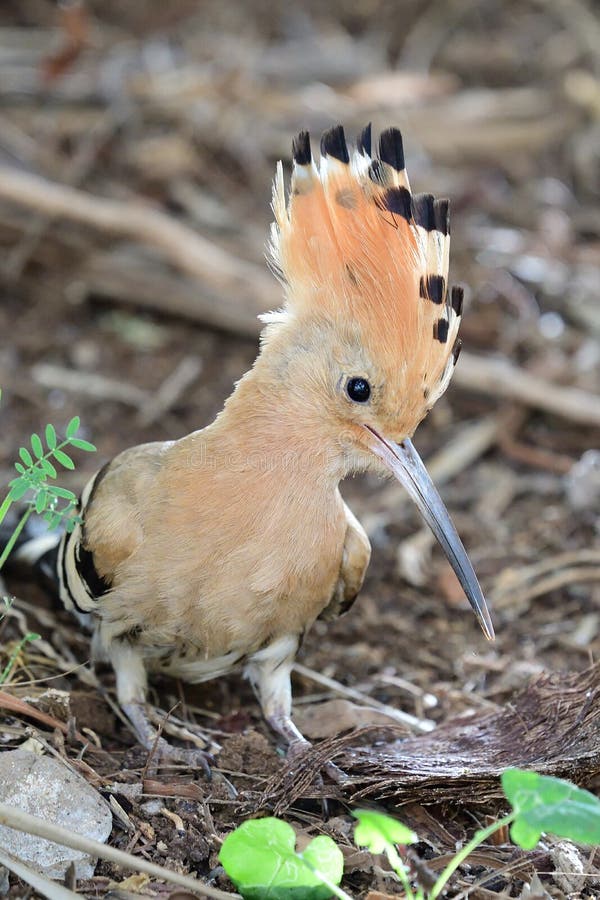 Hoopoe (Upapa epops) stock photo. Image of upapa, feather - 26688628