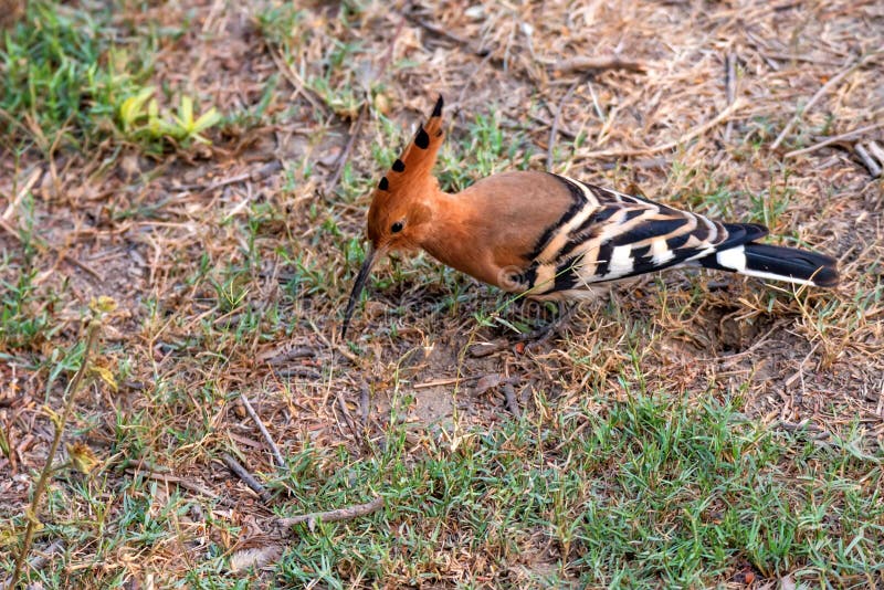 Common Hoopoe or Upupa Epops in India Stock Image - Image of black ...