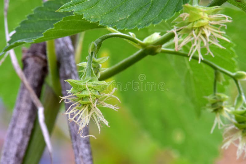 Green Leaf with Hops Ball 06 Stock Image - Image of botanical, common ...