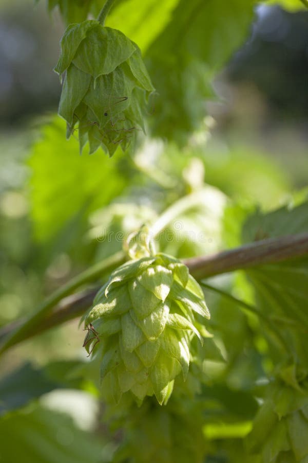 1,769 Hop Fruit Photos - Free & Royalty-Free Stock Photos from Dreamstime