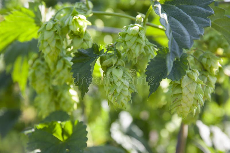 Common hop stock photo. Image of beer, seed, leaf, plant - 194073322