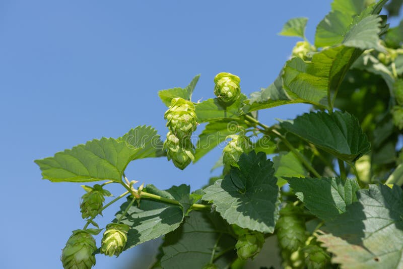 Common Hop Humulus Lupulus Flowers Stock Image - Image of inflorescence ...