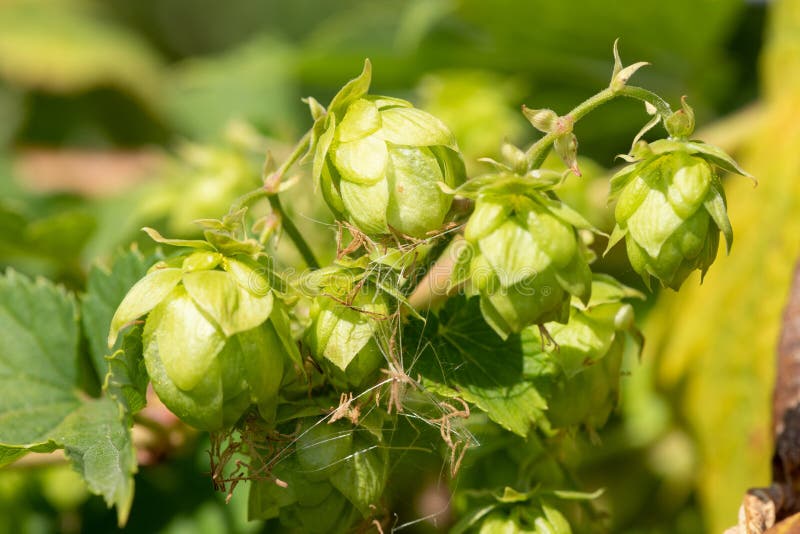 Common Hop Humulus Lupulus Flowers Stock Photo - Image of climbing ...