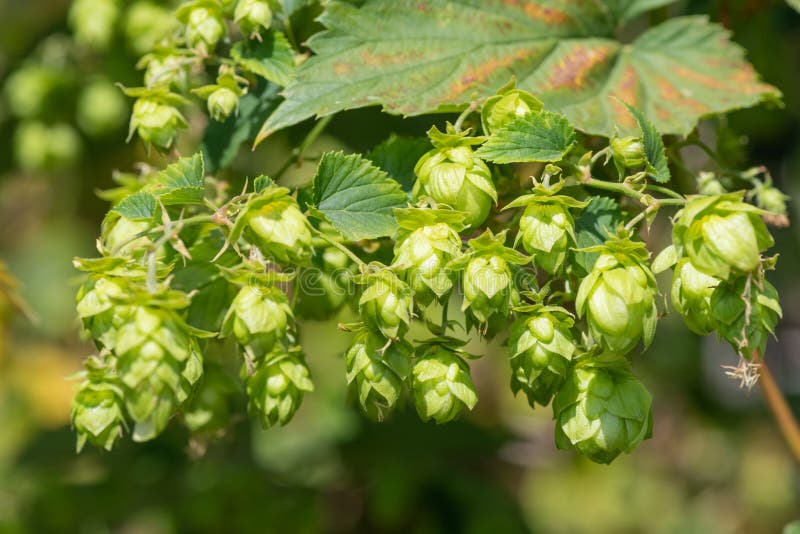 Common Hop Humulus Lupulus Flowers Stock Photo - Image of inflorescence ...