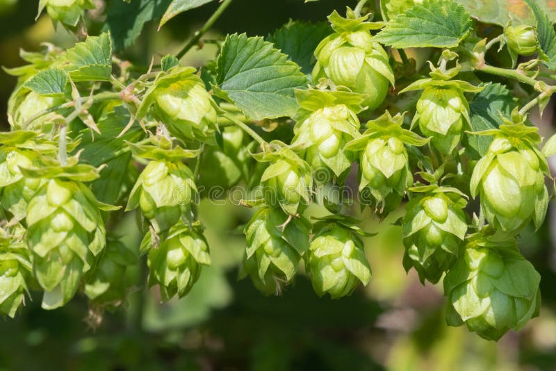 Common Hop Humulus Lupulus Flowers Stock Photo - Image of branch ...
