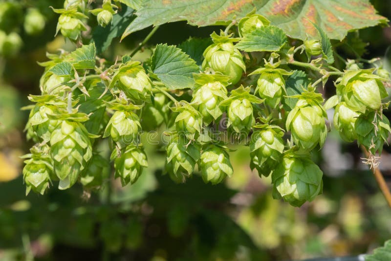 Common Hop Humulus Lupulus Flowers Stock Image - Image of nature, color ...