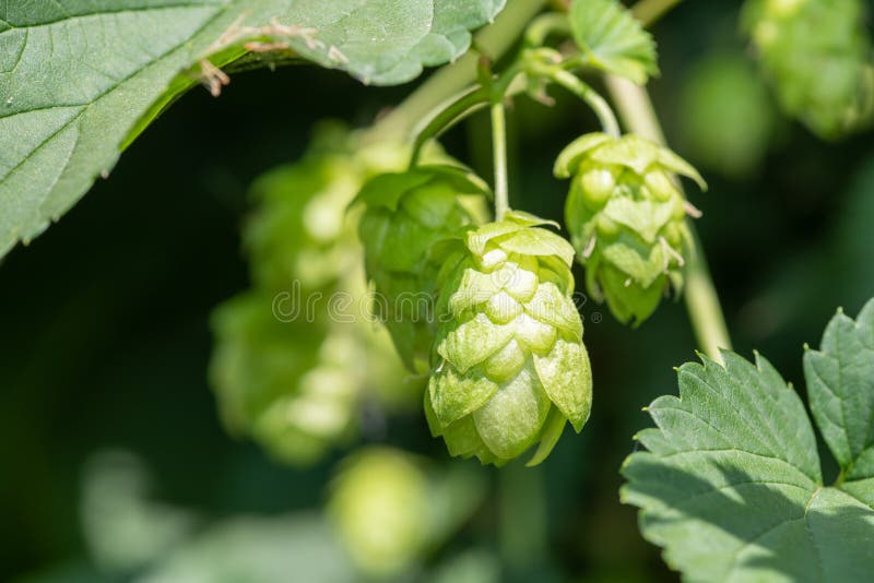 Common Hop Humulus Lupulus Flowers Stock Photo - Image of color, hemp ...