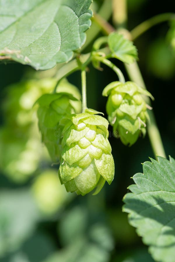Common Hop Humulus Lupulus Flowers Stock Photo - Image of branch, green ...