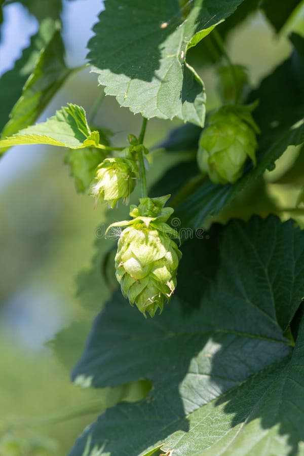 Common Hop Humulus Lupulus Flowers Stock Image - Image of floral ...
