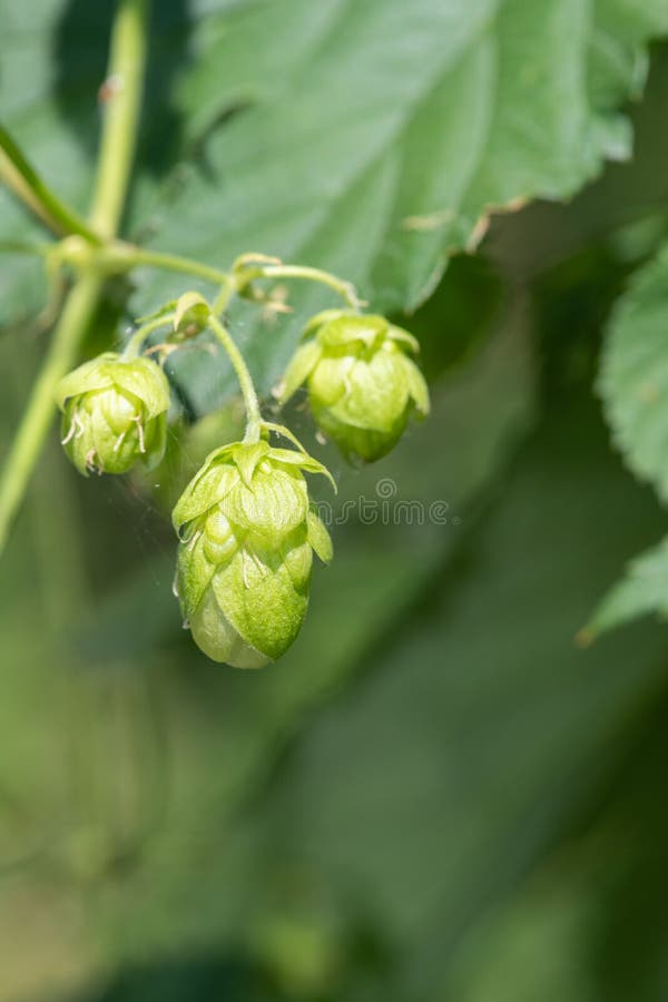 Common Hop Humulus Lupulus Flowers Stock Image - Image of close, family ...