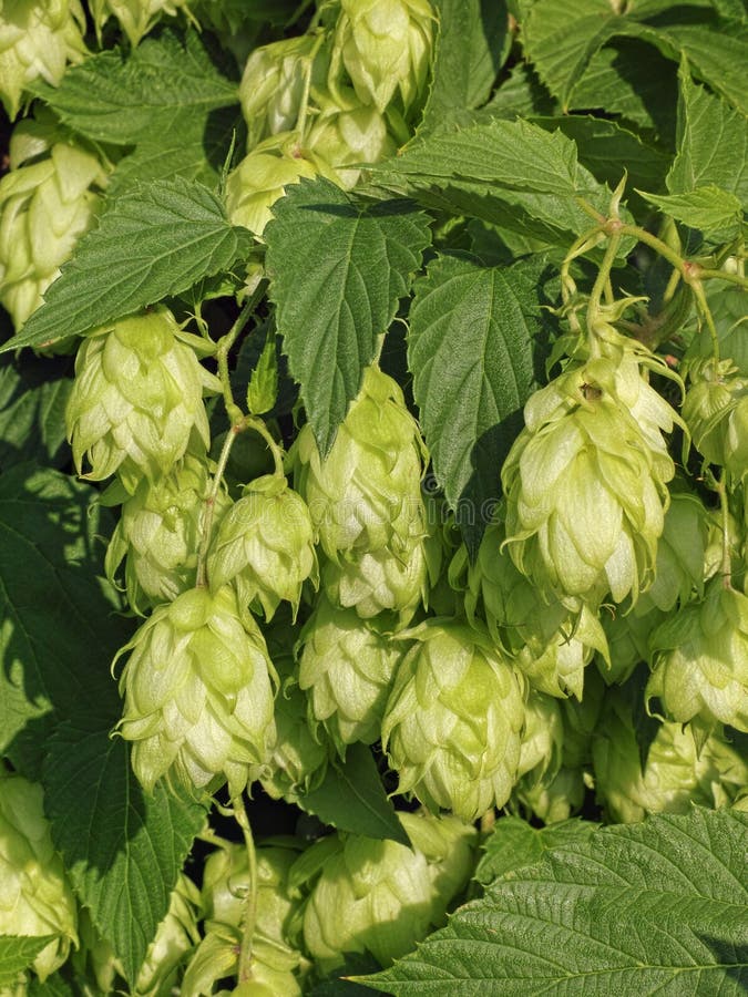 Flowers And Leaves Of Common Hop Plant Stock Photo - Image of food ...