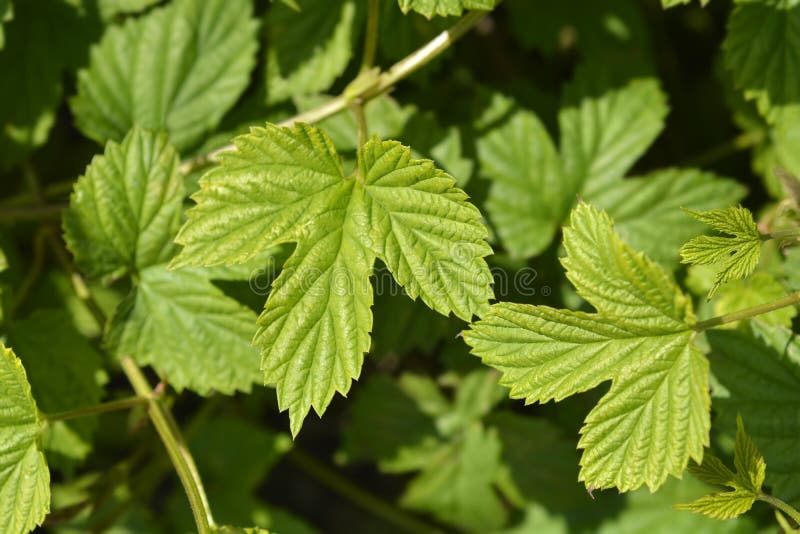 Common hop stock image. Image of close, garden, nature - 250426303