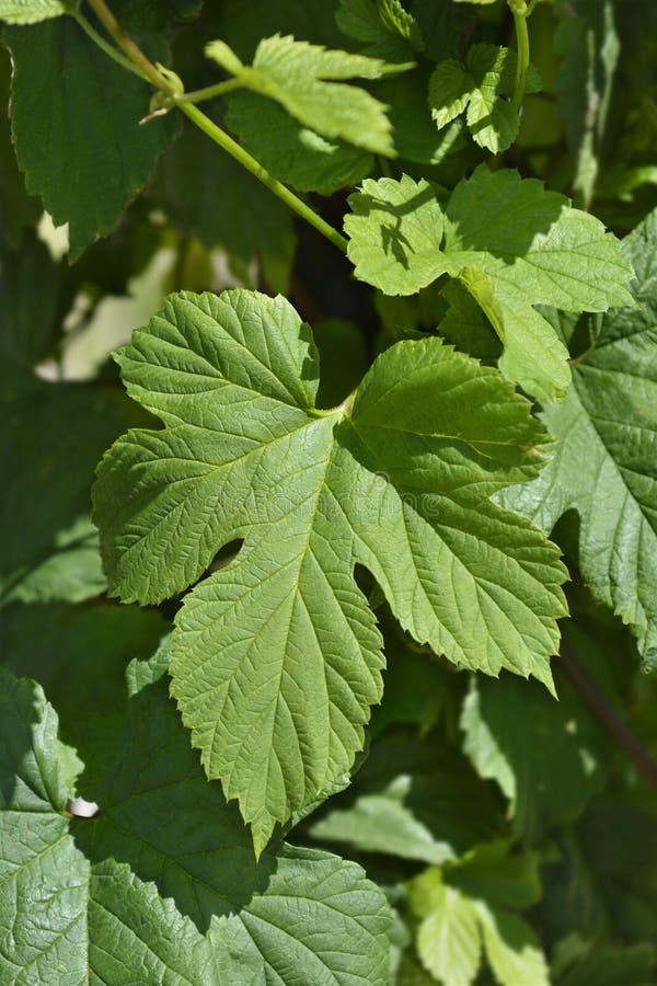 Common hop stock image. Image of humulus, garden, leaf - 306170533