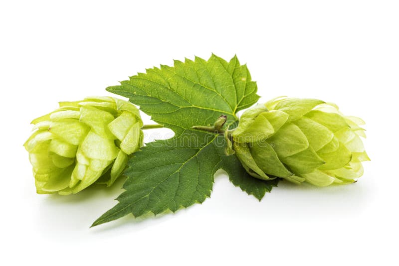 Common Hops Humulus Lupulus Macro Cones Leaf Stock Photos - Free ...
