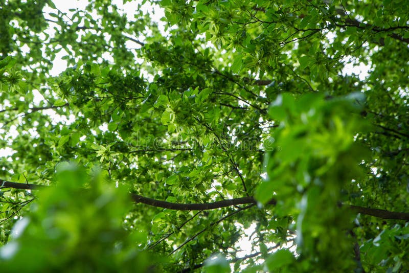 Common hornbeam tree stock image. Image of green, nature - 152339659