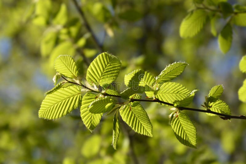Common hornbeam stock photo. Image of yoke, close, betulus - 215505034