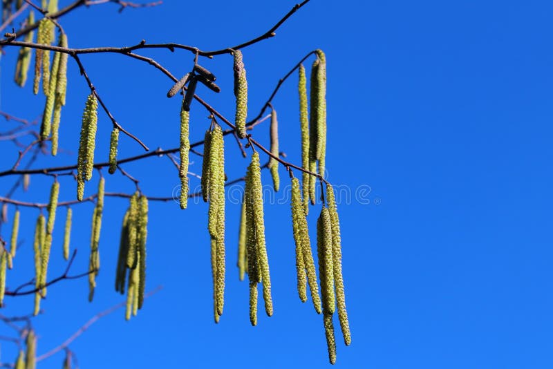 Hornbeam flowers stock photo. Image of background, blur - 68203594