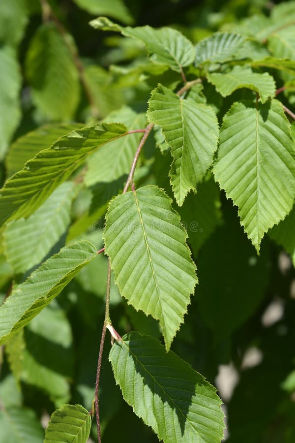 Common Hornbeam Horizontalis Stock Photo - Image of plant, horizontalis ... Common Hornbeam Horizontalis Stock Photo - Image of plant, horizontalis ...