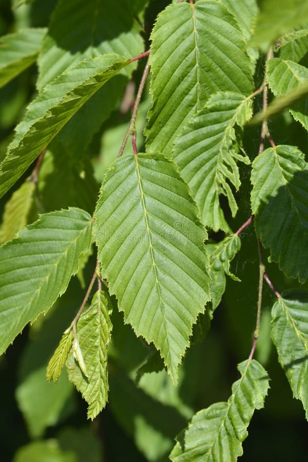Common Hornbeam Horizontalis Stock Image - Image of branch, leaf: 242675155