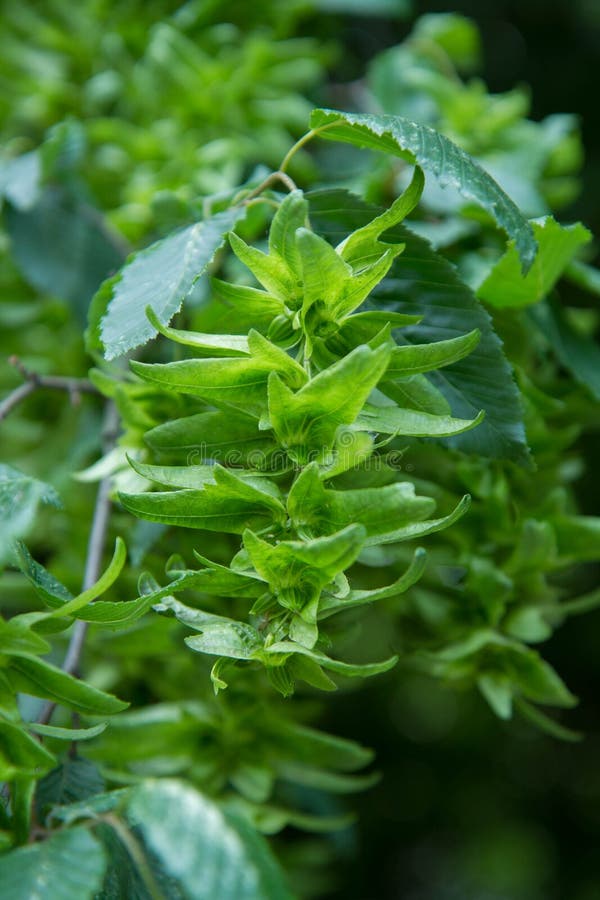 Common hornbeam tree stock image. Image of ecology, bark - 152339665