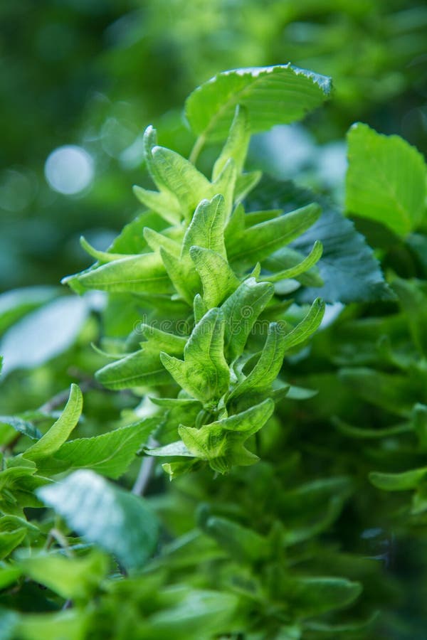 Common hornbeam tree stock photo. Image of leaf, seed - 152339756