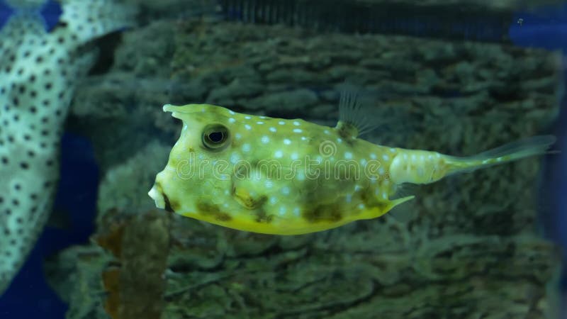 Common Horned Boxfish. Sea Fish in the Aquarium Close-up Stock Footage ...