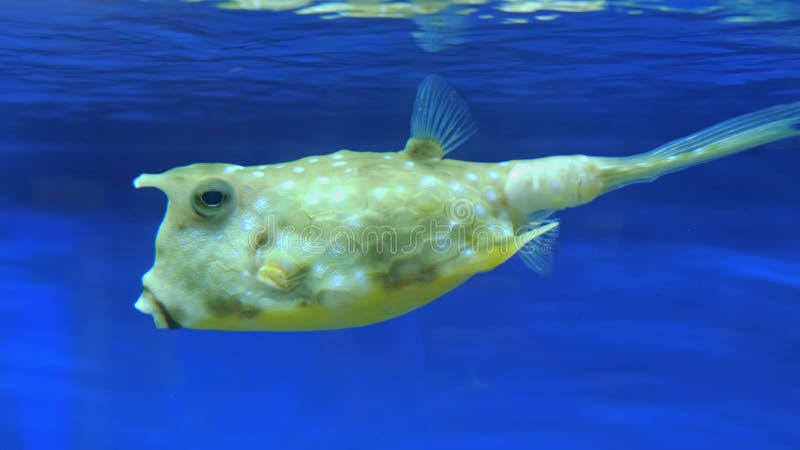 Common Horned Boxfish. Sea Fish in the Aquarium Close-up Stock Footage ...