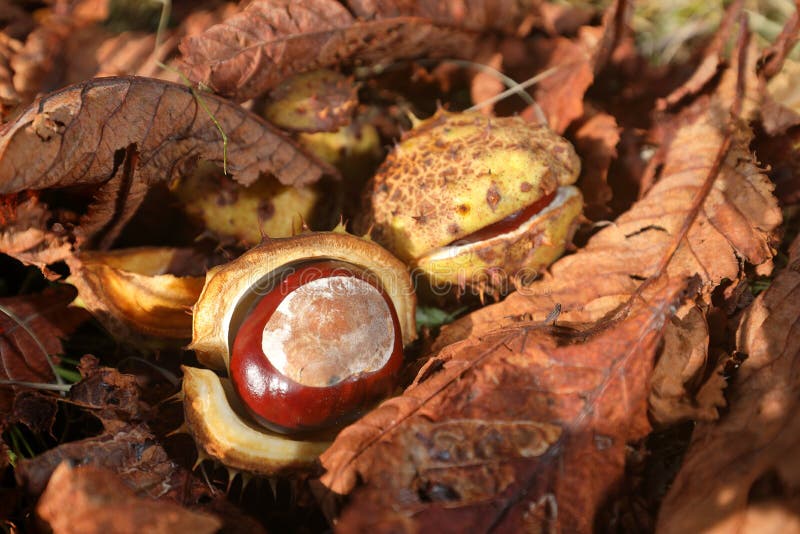 Common Horse Chestnut in Autumn Stock Image - Image of common, autumn ...