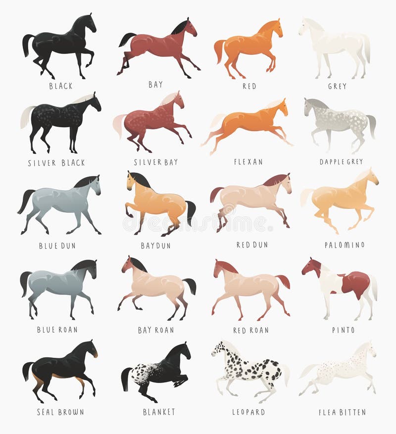 Horse color chart stock illustration. Illustration of grey - 62650825 Horse color chart stock illustration. Illustration of grey - 62650825
