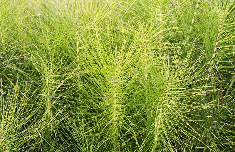 Common horsetail stock photo. Image of arvense, growing - 80249748