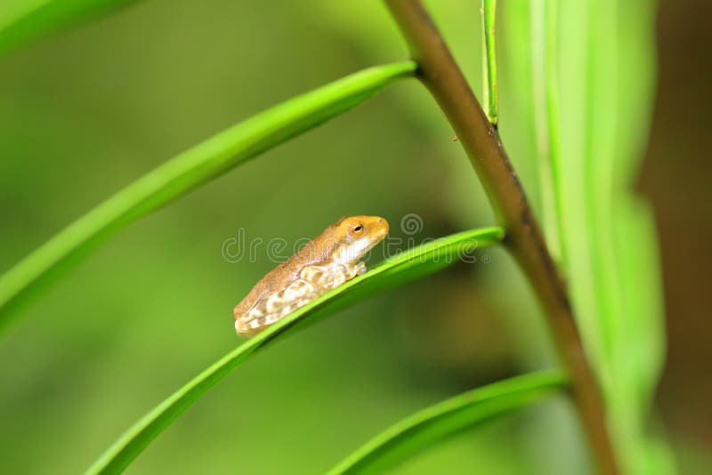 Common Hour-glass Tree Frog Stock Image - Image of hour, shinharaja ...