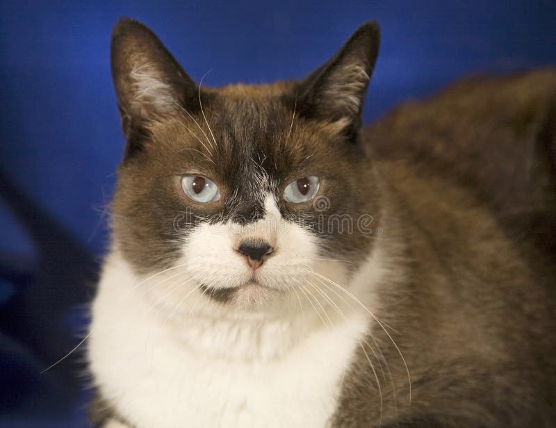 Common house cat stock image. Image of cute, eyes, kitty - 17945879