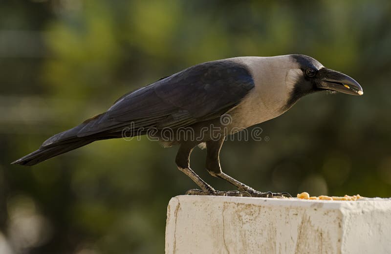 A common house crow stock photo. Image of garden, urban - 109556962