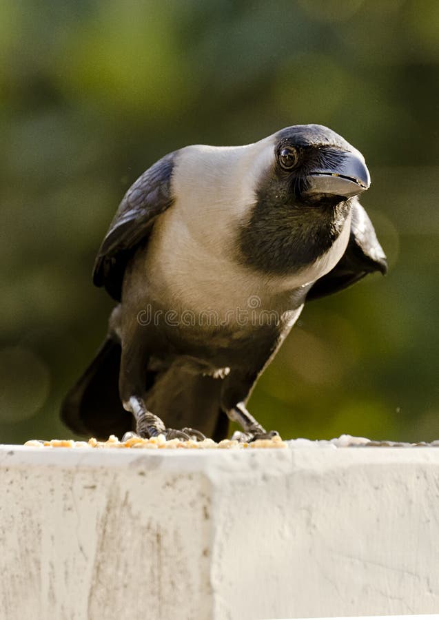 A common house crow stock photo. Image of garden, urban - 109556962