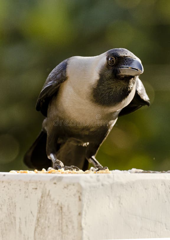 A common house crow stock photo. Image of house, eating - 109472918